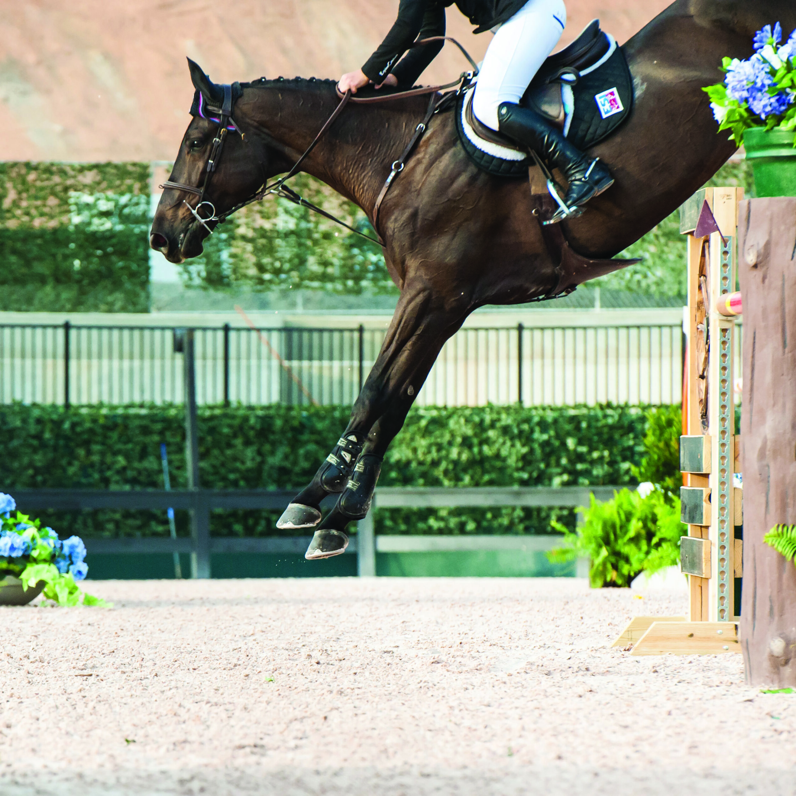 About - Equestrian Services International